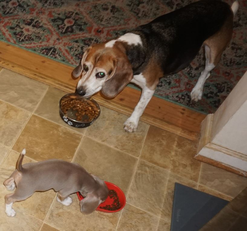 He woofed it down and looked up like yum, more please – Clear ...