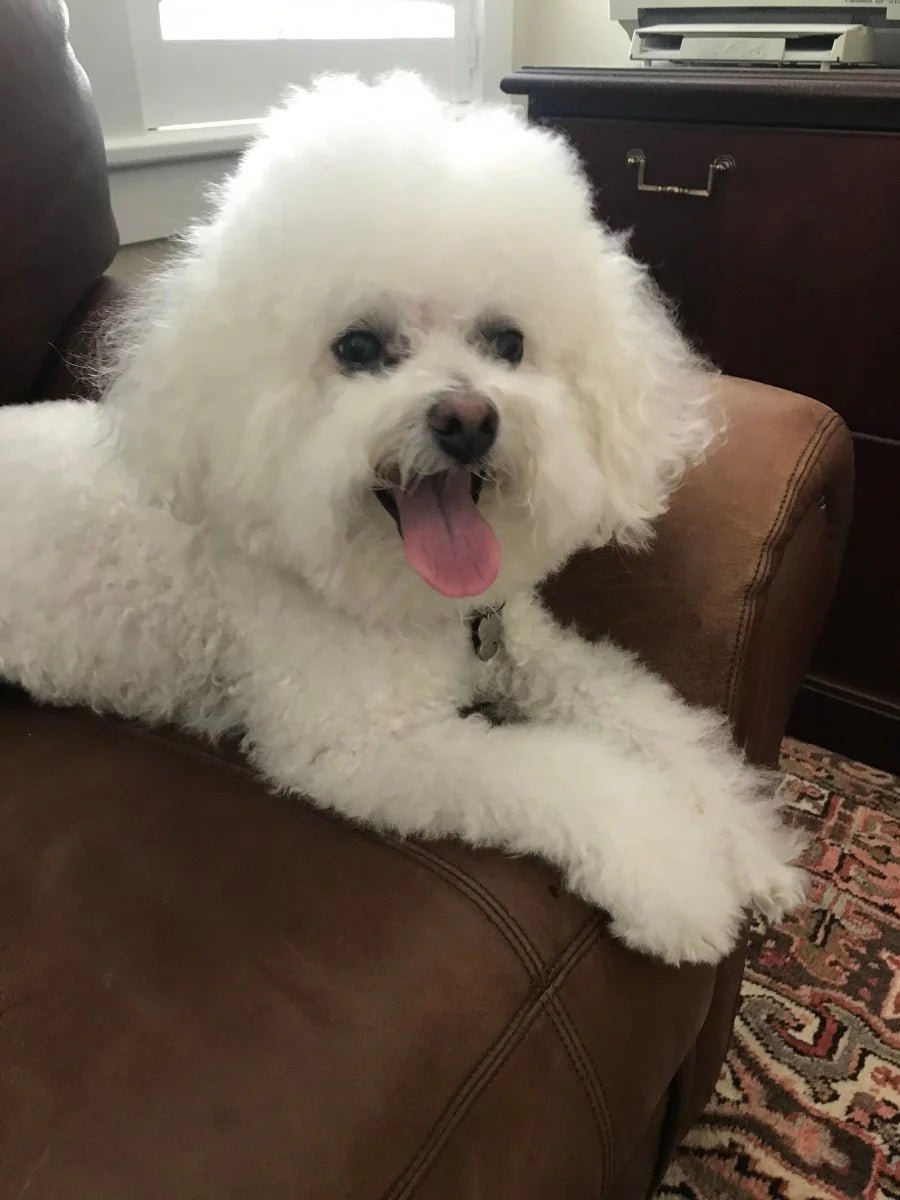 JACK LOVES THE LAMB AIRY BARK & THE KELPY TUBES BEEF TRACHEA! – Clear ...