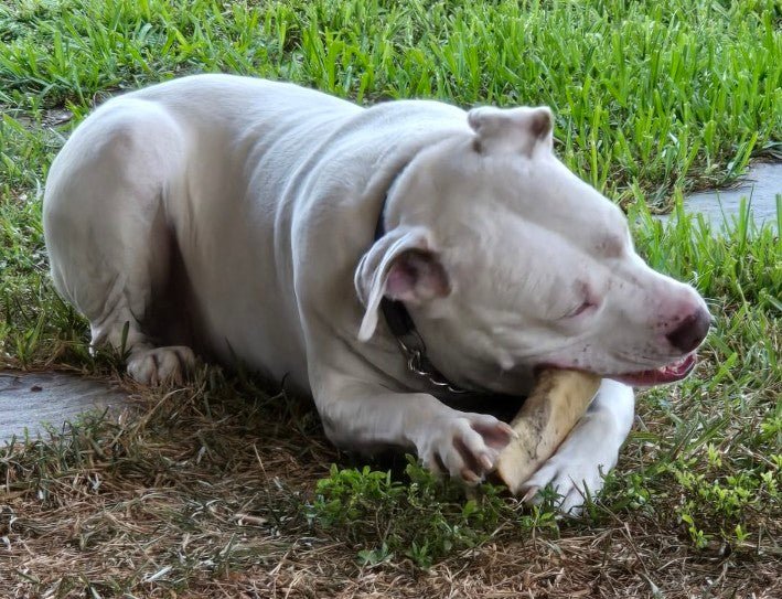 Jojo’s Dental Health Success Story with Kelpy Chews – Clear Conscience Pet