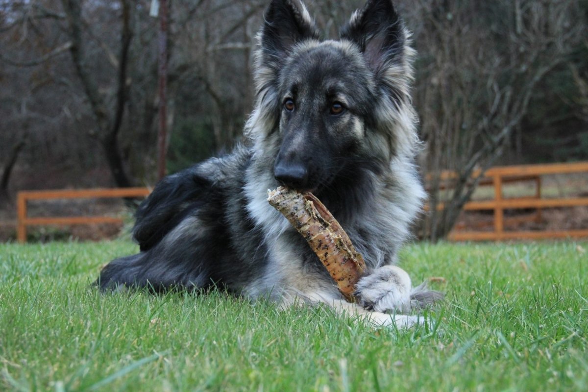 Luna - German Shepherd – Clear Conscience Pet