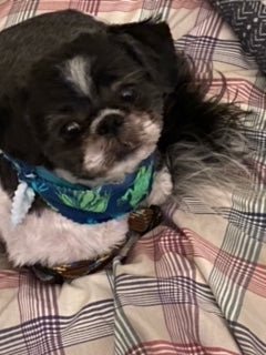 Sammy Joe just celebrated his 8th birthday – Clear Conscience Pet